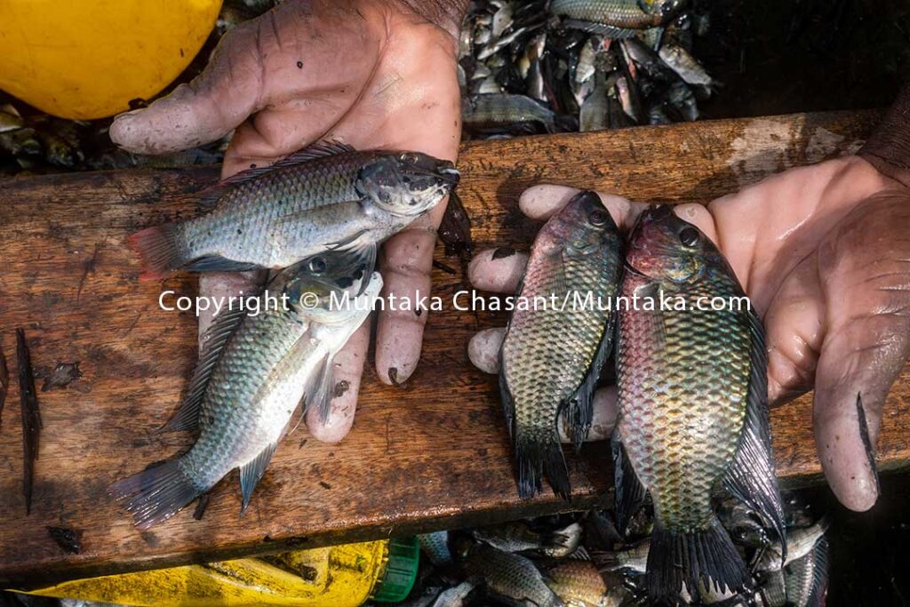 Fisheries and Mangroves in Ghana: Atidza and the Densu Delta Ecosystems ...